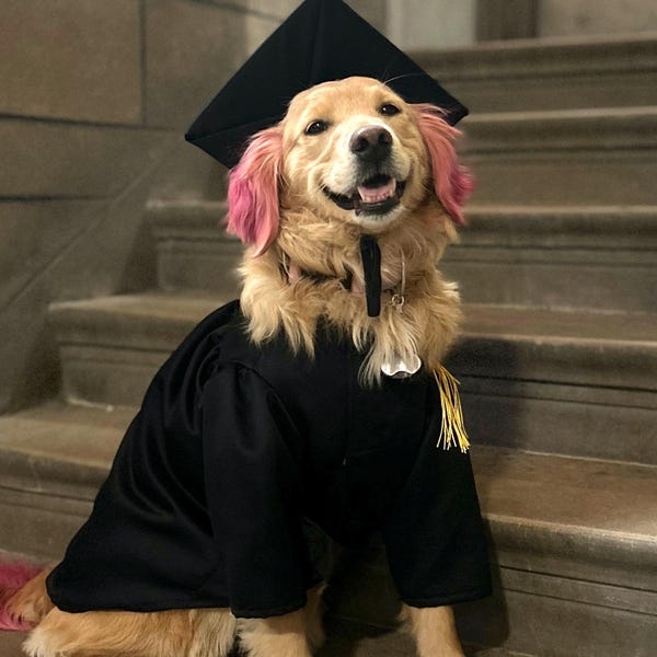 Princess Peach Dog Costume, Mario Kart Costume, Halloween Dog Costume ...