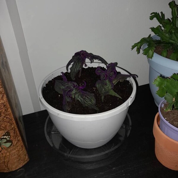 Devil's Ivy, Golden Pots, Epipremnum Aureum Plant - Etsy