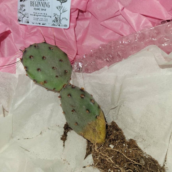 Santa Rita, Baby Rita, Rare Purple Dwarf Cactus, Opuntia Basilaris ...