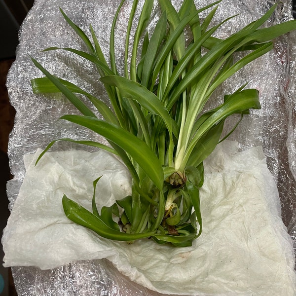 Goat Journal Spiral Notebook - Ruled Line, Farm Animal Notebook, Animal ...