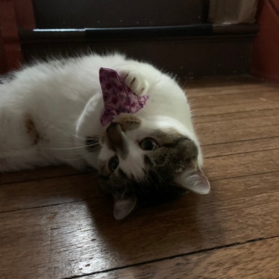 Cat Fin 5 Pack FIVE 5 Cheerful Assorted Cat Pyramid Toys Organic Catnip ...