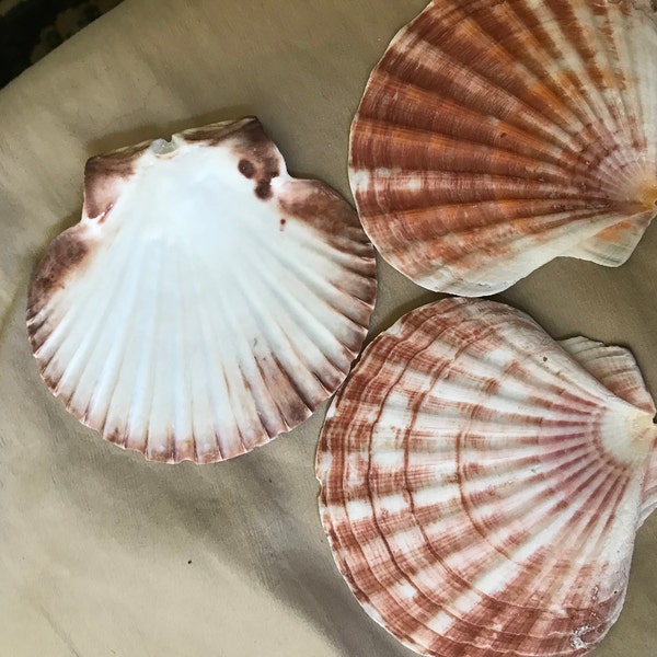 Irish Flat Half Scallop Shells,pectin,clam,cockle (3-1/2"- 4") (3 ...