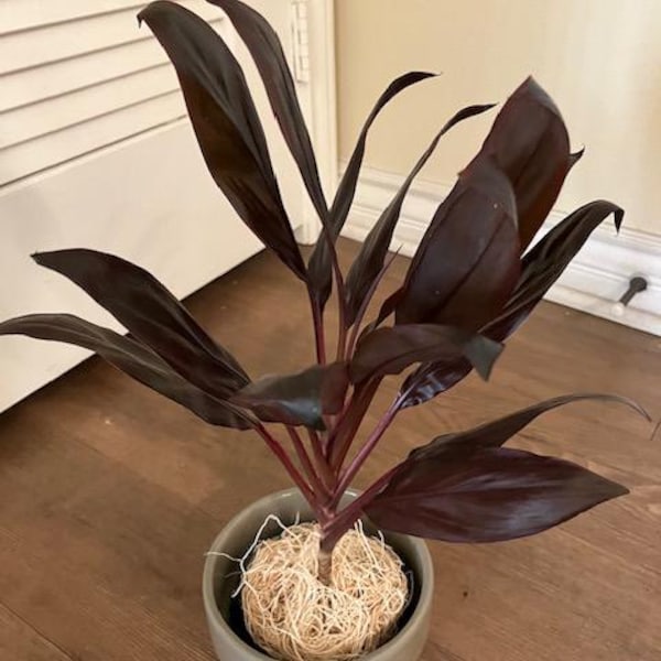 4 Different Dracaenas Variety Pack - Dracaena Dream Team: Live House ...