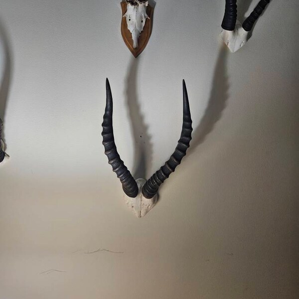 Real Oryx Horn - Genuine Gemsbok Horn Polished- Real Horns Antlers Arts ...
