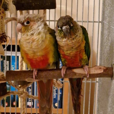 2 in 1 Perch Natural Wood Perch and Swinging Pine Dowel Perch With ...