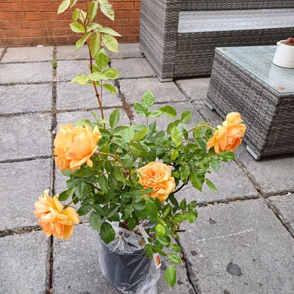 Happy Ruby Wedding Potted Rose - Large Rich Red Blooms - 4 Litre Pot ...
