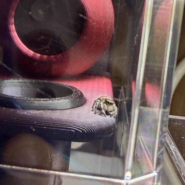 Iridescent Tri-finity Magnetic Jumping Spider Hide built in Magnet - Etsy