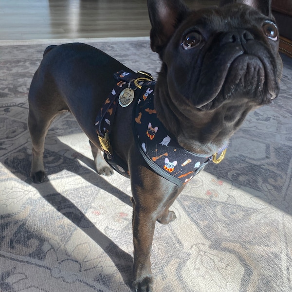 Frenchiestore Reversible Dog Health Harness | Harry Pupper - Etsy