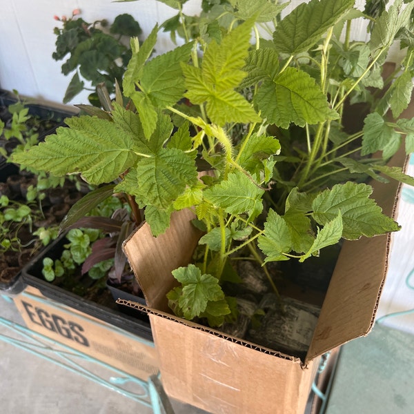 Mesclun Sweet Salad Mix, Container, Fall Gardening, Bull Blood Beet ...