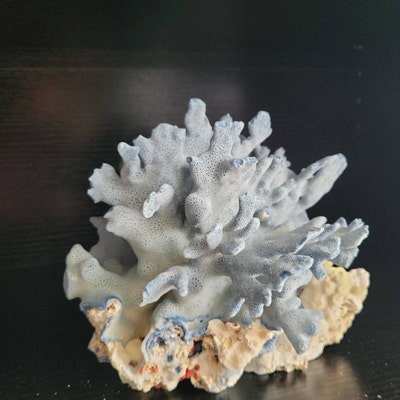 Real Jungle Mud Starfish Orange Brown Amber Color 1 to 3 Pcs 2 to 4 1/2 ...