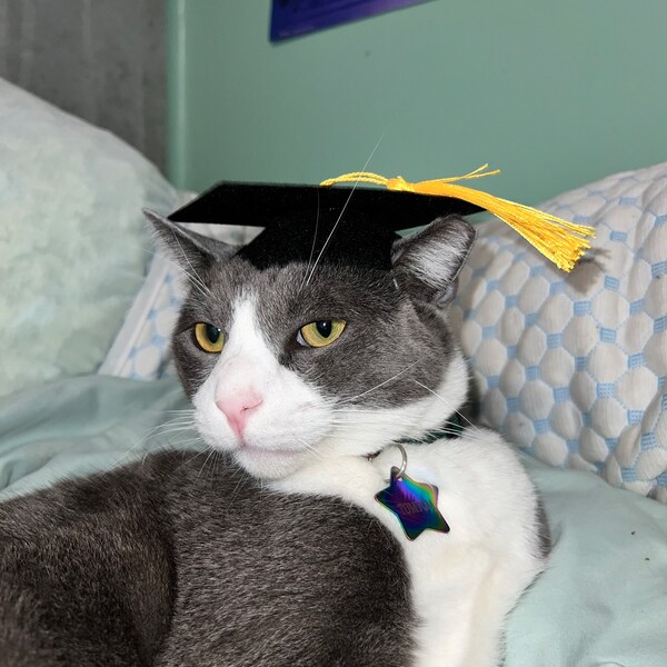 Graduation Cap Cat Hat for Your Cat FREE SHIPPING! Add-on Custom Tassel ...