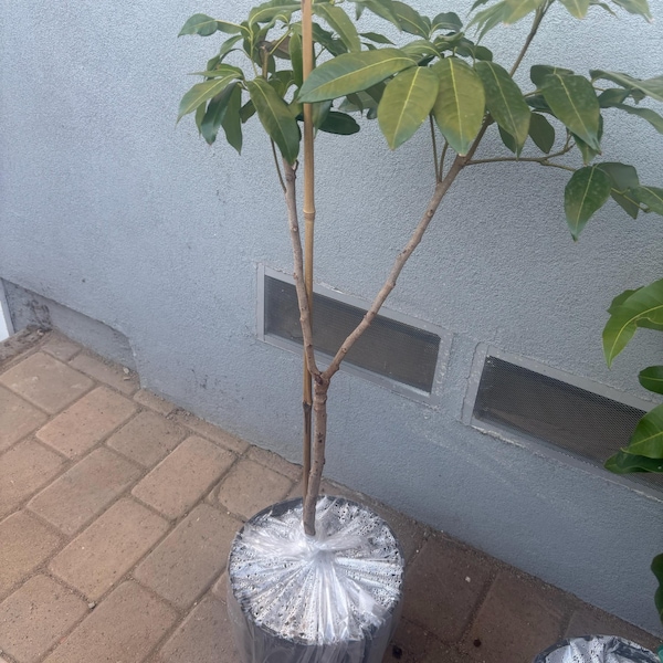 Myrtus Communis 'compacta' Dwarf Myrtle 1 Feet Tall Great for Bonsai ...