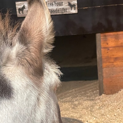 Always Kiss Your Donkeys Goodnight Donkey Love Donkey Sign Repurposed ...