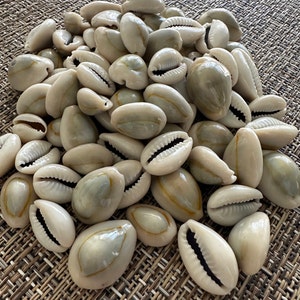 Obi Abata Cola Acuminata Kolanuts - Etsy