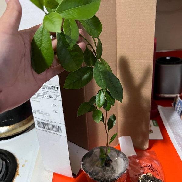 Veralu Ceylon Olive Tree Seedling elaeocarpus Serratus - Etsy