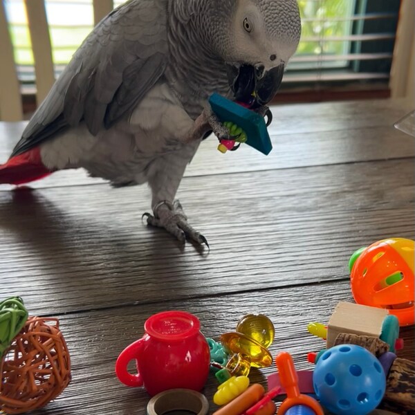 Conure Footies Jar of Foot Toys - Parrot Accessories, Bird Toys ...