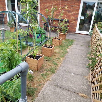 Charles Taylor 3 Piece Wooden Veg Trough Planter Set. - Etsy UK