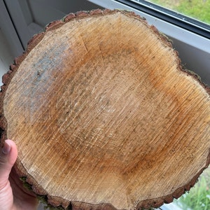 Natural Round Log Slices Rustic Green Wood Slice for Crafts Artists ...