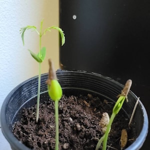 Bomarea Multiflora Seeds 5 Seeds Alstroemeria Flowers - Etsy