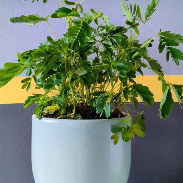 Sensitive Plant | Mimosa Pudica | Rare Plant | Tropical Plant | Live ...
