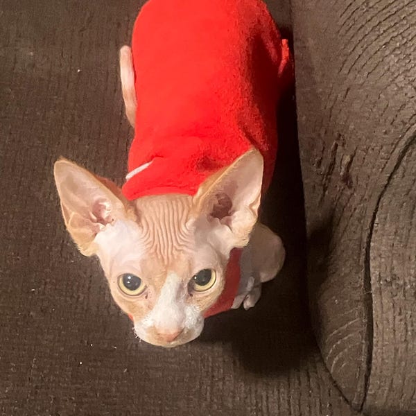 Purrwear UV Sun Protection, Long Sleeve Suit for Sphynx, and All Cats ...