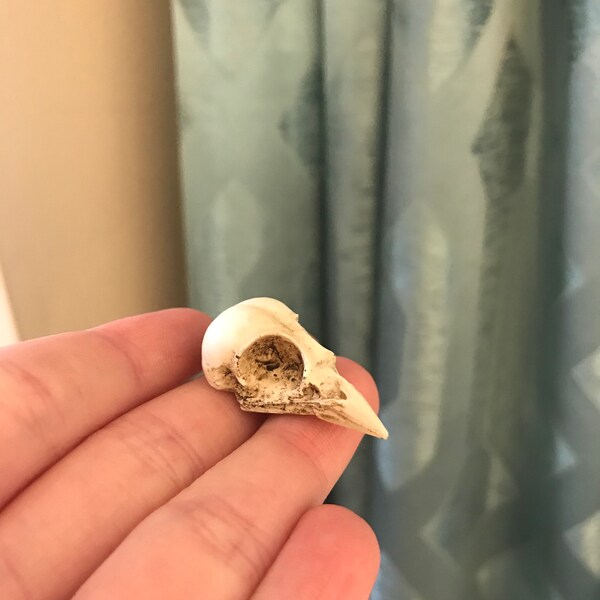 Raven Skull Replica Catalyst Studios Exclusive for Display Costume ...