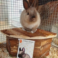 Sable point Netherland Dwarf bunny sticker; cream brown rabbit vinyl ...