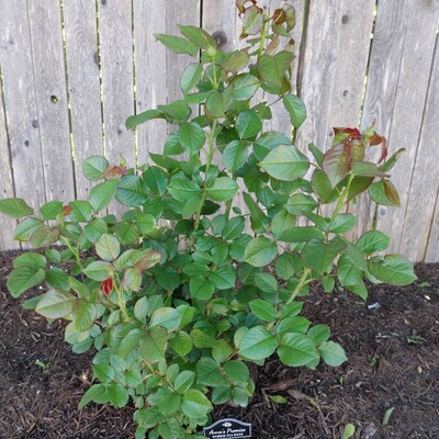 Rose Identification Stakes, Custom Rose Bush Markers, Rose Name Plaque ...