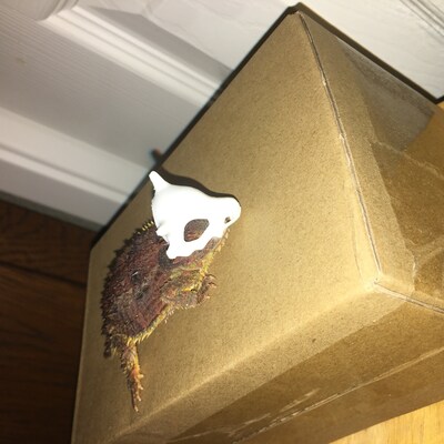 Jumping Spider or Tarantula Cubone Skull Decoration - Etsy