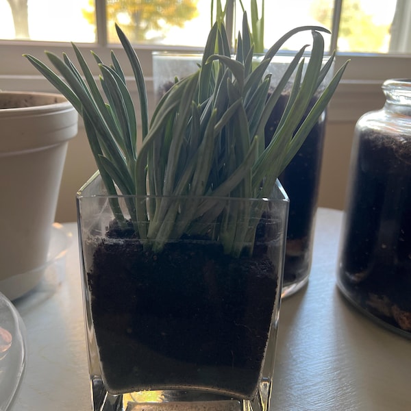 Extra Large Blue Chalk Sticks Cuttings, Curio Repens, Chalk Fingers ...