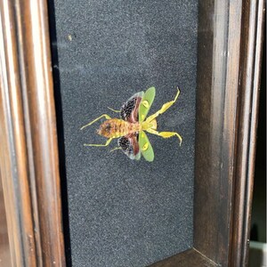Real Praying Mantis Creobroter Gemmatus Specimen Insect Taxidermy ...