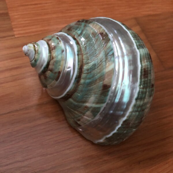 Large Sundial Seashells 1 1/21 3/4 6, 10 Shells, Beach Decor, DIY Craft ...