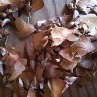 100 japanische Quittensamen. 100 frische Samen Chaenomeles japonica ...