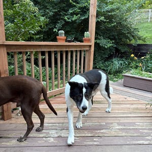 Printable Floral Theme Speech Therapy Toolbox Labels | 118 Premade or ...