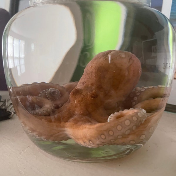 XL Wet Specimen Octopus With Glass Jar - Etsy