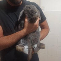 Digital Download Plans for Luxury Bunny Cubby Free Roam Bunnies Cat ...