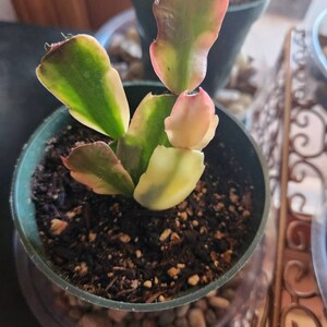 4 Pot of Variegated Christmas Cactus Schlumbergera Norris Rare ...