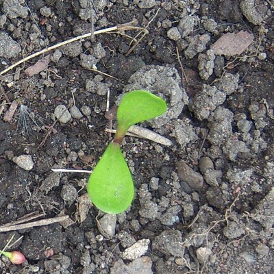 Wingstem Seeds - Etsy Canada