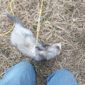 Large Fleece Coffin Bed, Drac Inspired Design, Halloween Pet Bed, Cat ...