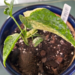 Albo Variegated Spider Man Monstera variegated Amydrium Medium Starter ...