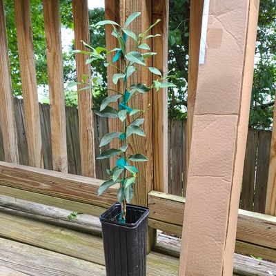 Red Grapefruit Tree, 3ft Tall, Grafted Tree .. No Shipping Ca - Etsy