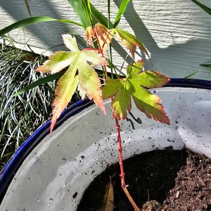 Coast Redwood Tree Seed Grow Kit the Jonsteen Company - Etsy