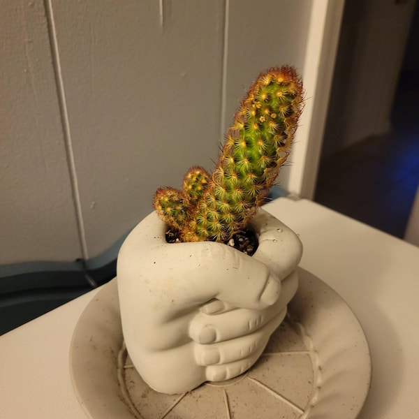 Oopsies Funny Planter | Fist Planter | Plant Pot | Hand Planter | Funny ...