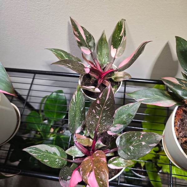Large Neon Pothos Hanging House Plant Trailing Indoor Plant in 6 Pot - Etsy