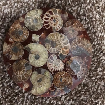 100g Natural Ammonite Quartz Crystal Disc Fossil Conch Specimen,mineral ...