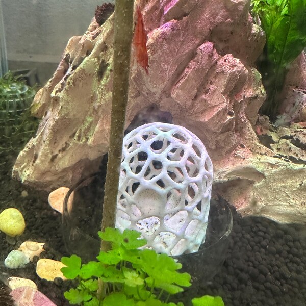 X2 Subwassertang Moss on Cholla Wood Shrimp Hideout & Betta Aquarium ...