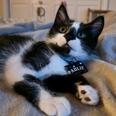 Witchy Pet ID Tag, Custom Personalized Dog or Cat Tags, Mystical Gothic ...