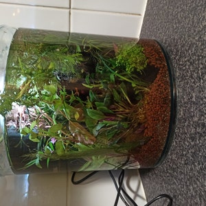 Starter Pack Live Aquarium Plant Aquatic Tropical Fish Java Moss Crypt ...