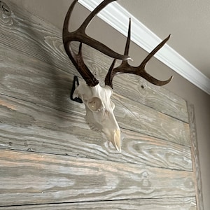 Eurohanger Skull Hanger Mount Bracket Deer Antelope Bear - Etsy