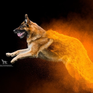 150 Bare Trees Overlays Dead Tree PNG Dry Branches Baren - Etsy